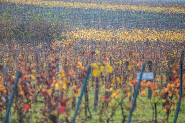 Balfi dűlőtúra és LVMH kóstoló – Etyeki Kúria Borászat